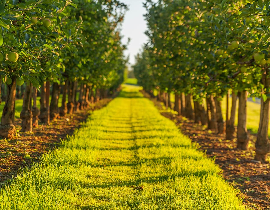 Orchard Drip Irrigation Systems